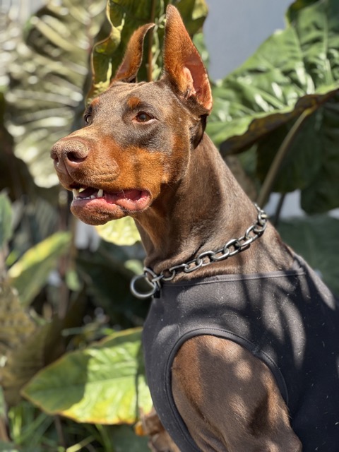 Holter Monitoring - FCI & AKC Doberman kennel “Heaven Progeny”
