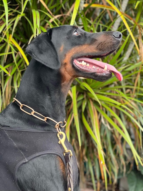 Holter Monitoring - FCI & AKC Doberman kennel “Heaven Progeny”